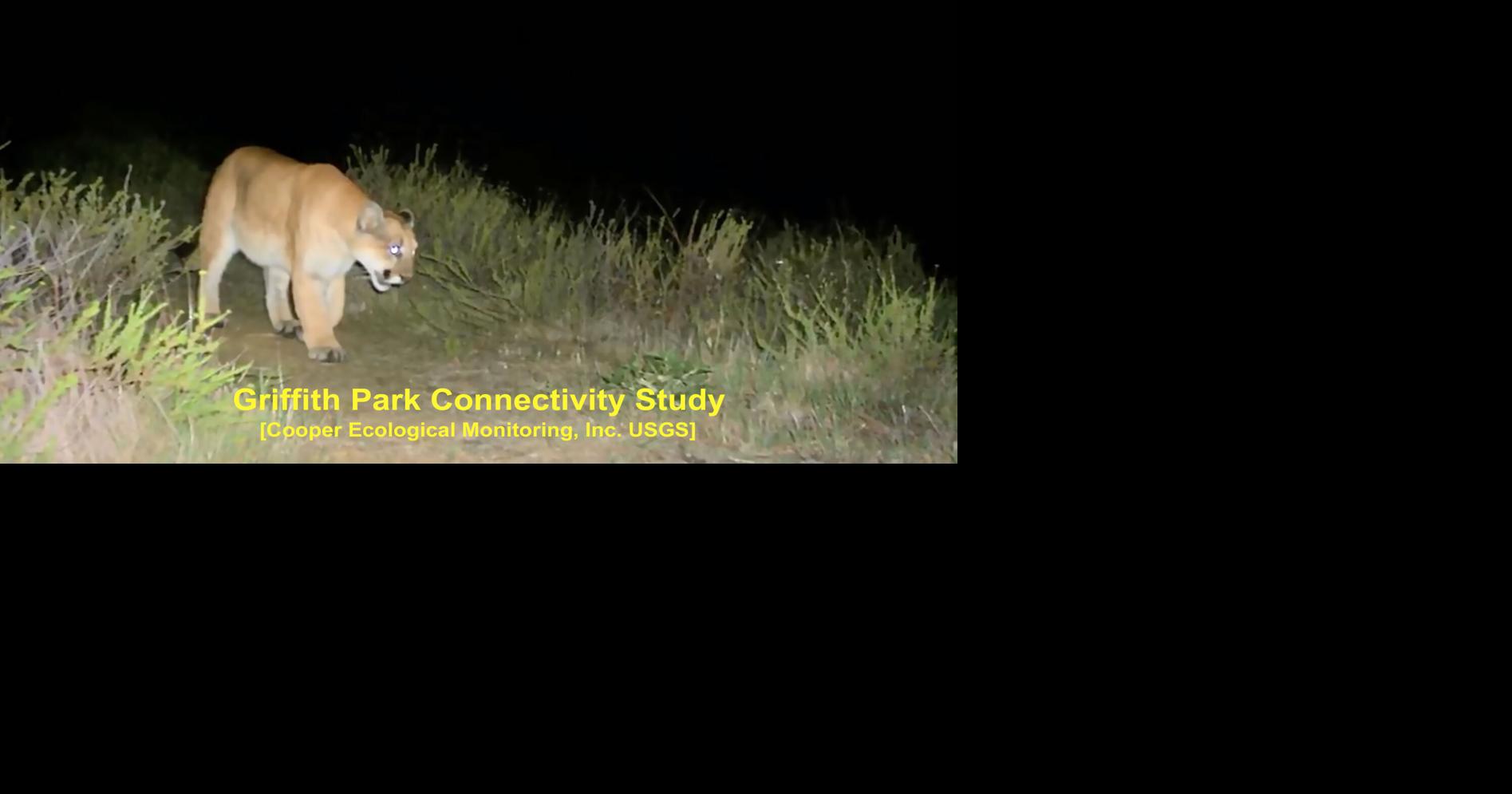P-22 mountain lion to be captured and evaluated after Silver Lake ...