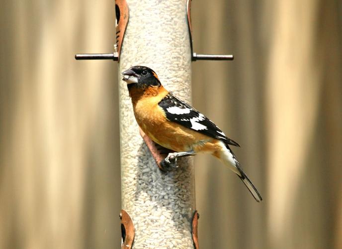 Bronze Tribute to P-22 | Successful Backyard Birdwatching | Daily ...