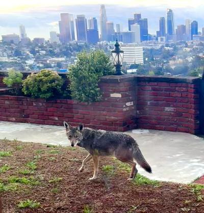 Coyote & Skyline | Silver Lake News | theeastsiderla.com