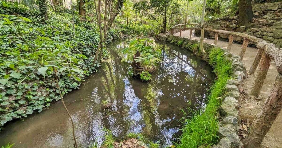Fern Dell Revitalization: Hidden Waters Unleashed | Los Feliz News ...
