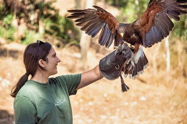 Handling Hawks, Summer Clouds & Tripp the Dinosaur | News ...