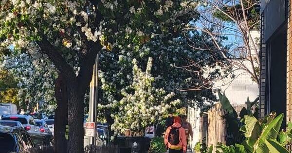 Homeless camp gone | Controversial call | Cactus store closes | Echo ...