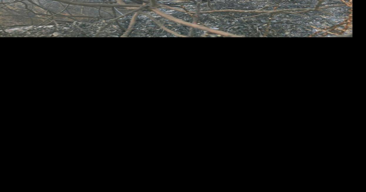 Scorched by the Eagle Rock fire, charred landscape awaits restoration ...