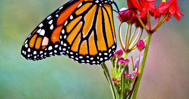 On the lookout for Western Monarch butterflies | Environment ...