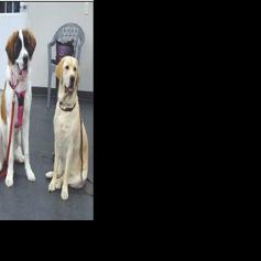 Training dogs, teaching humans: A tale of tails | News ...