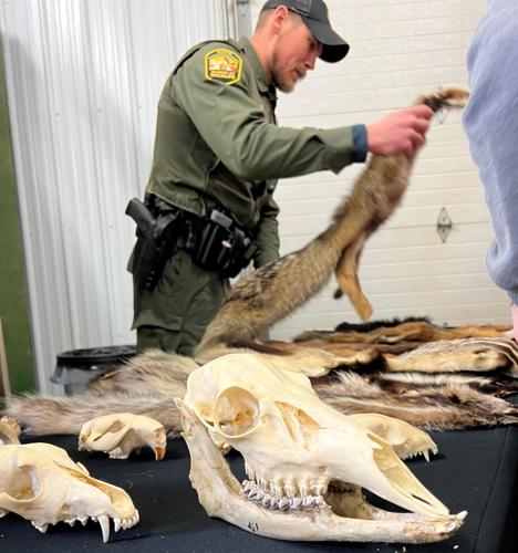 ODNR speaks on what to do with run over wildlife | News ...