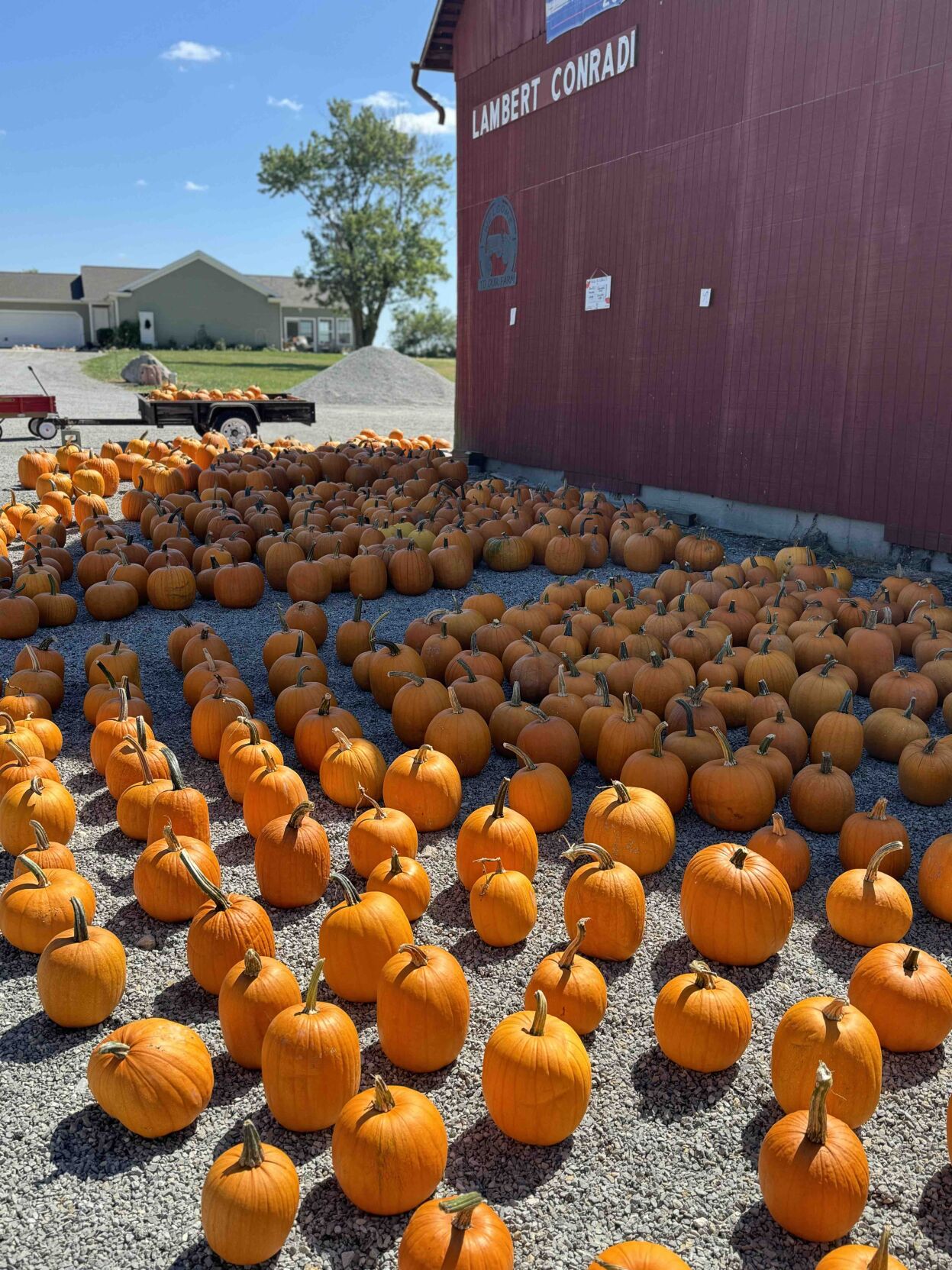 New pumpkin patch becomes big success in first year | News ...