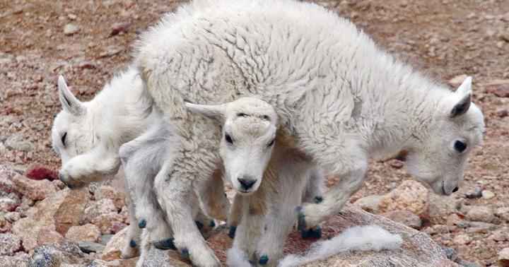 Three headed goat | Free Content | theflume.com