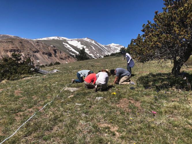 Alpine moths tell the story of a changing climate | Local News ...