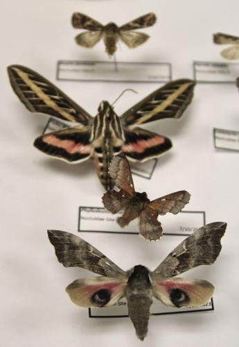 Alpine moths tell the story of a changing climate | Local News ...