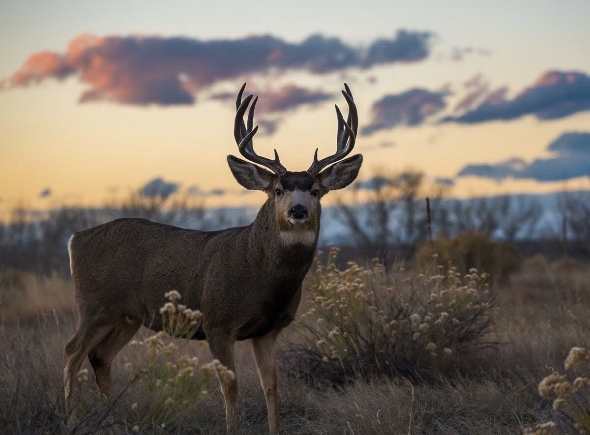 CPW invites landowners to request funding to protect wildlife habitat ...