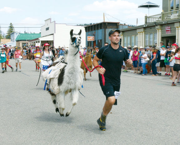 Llama Races | Free Content | theflume.com