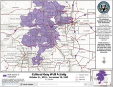 Colorado wolves explore Front Range, map reveals | Local News ...