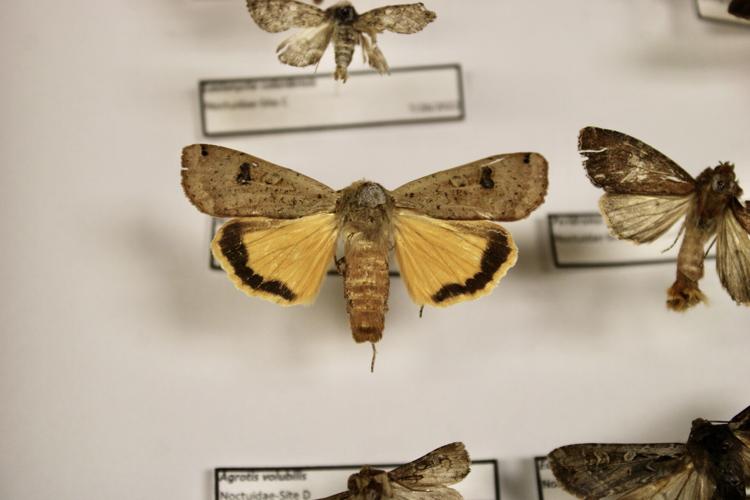 Alpine moths tell the story of a changing climate | Local News ...
