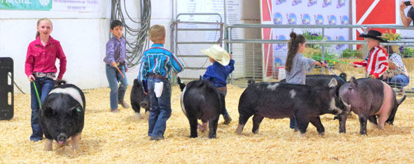 All things swine at the Park County Fair | Local News | theflume.com