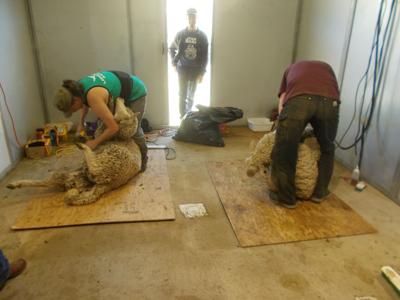 Sheep shearing at La Dolce Vita Ranch in Guffey | Local News | theflume.com