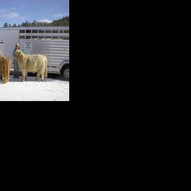 Colored Rain Ranch a breed of its own | Free Content | theflume.com