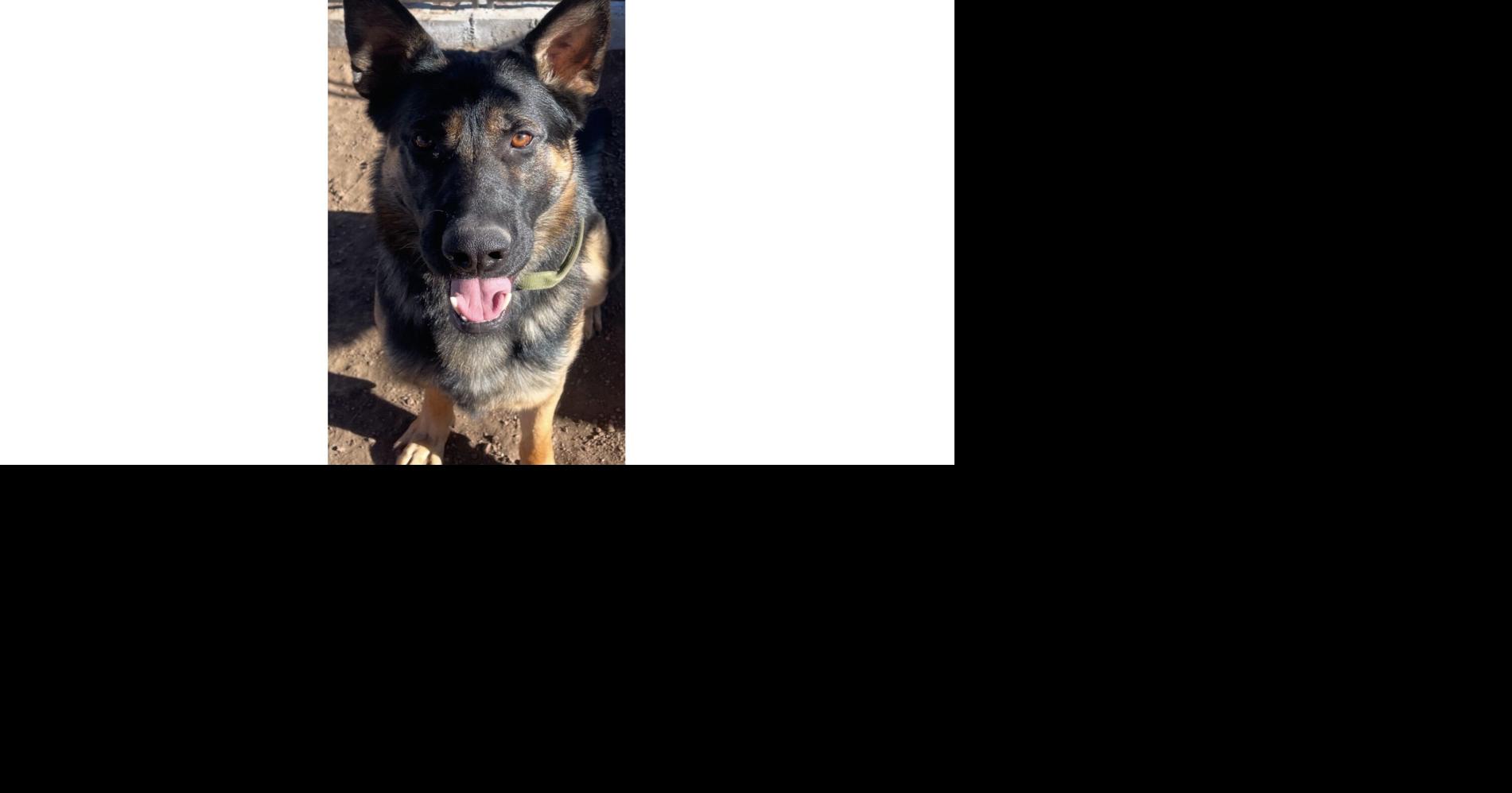 Vested Interest in K9s donates vests to Park County K9s | Local News ...