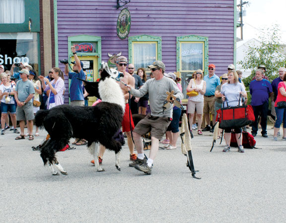 Llama Races | Free Content | theflume.com