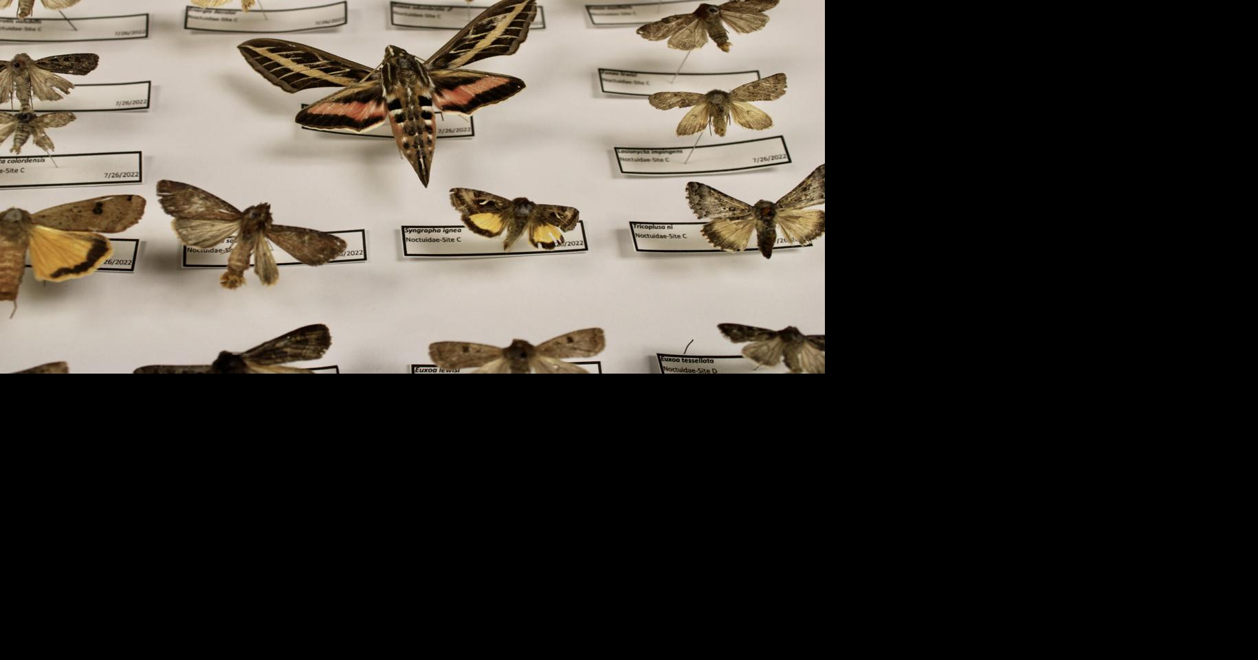 Alpine moths tell the story of a changing climate | Local News ...