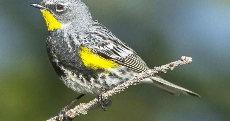 Local author publishes pocket-sized guide to mountain birds | Local ...
