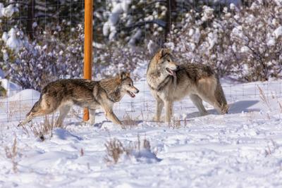 Wild Spirit Wolf Sanctuary seeks to purchase Indigo Mountain | Local ...