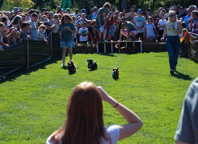 Fall Festival Dachshund Derby was a big success | | thefranklinnews.com