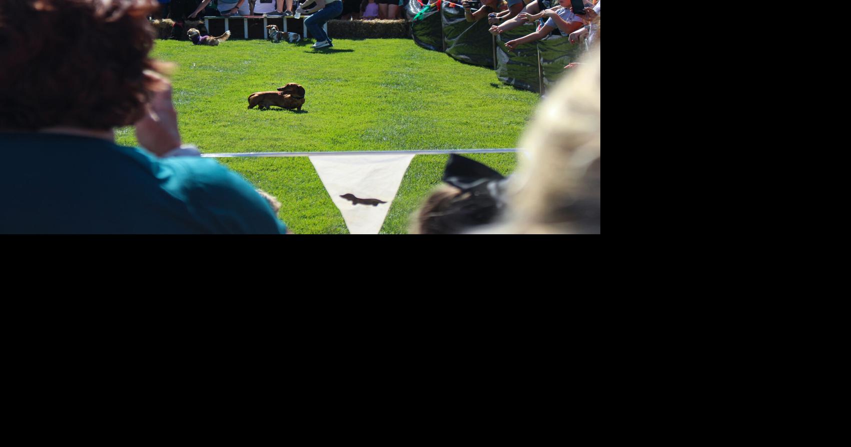 Fall Festival Dachshund Derby was a big success | | thefranklinnews.com