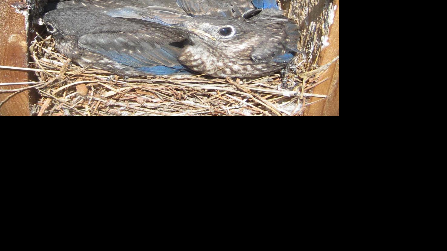 Bluebird population at SML on the rise | Latest Headlines ...