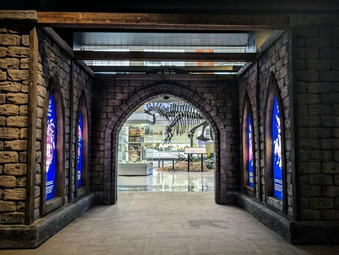 Explore the mystery of bats at the new VMNH exhibit