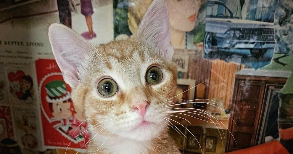 Laughing Yak and Crazy Duck are two cats worth loving
