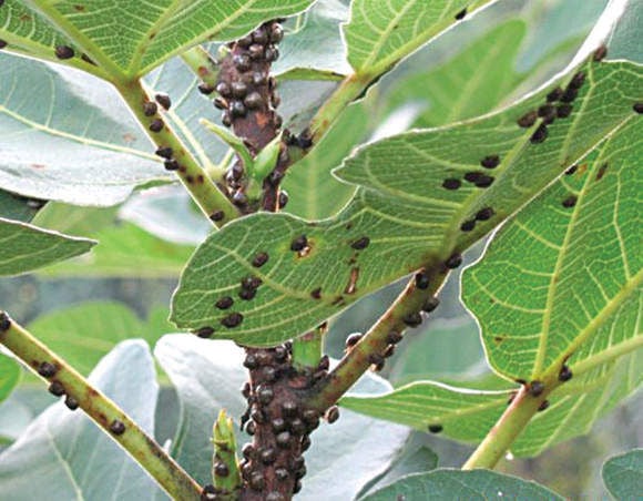 Kudzu bug attacking soybean crops in Franklin County
