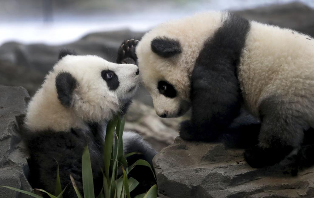 Photos: Pandas explore habitat at Berlin Zoo