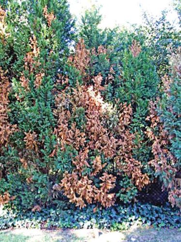 Local Cypress trees dying of root rot
