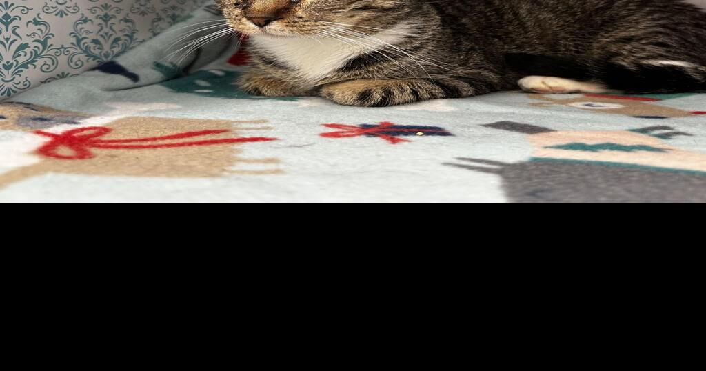 Furry Friends 101123