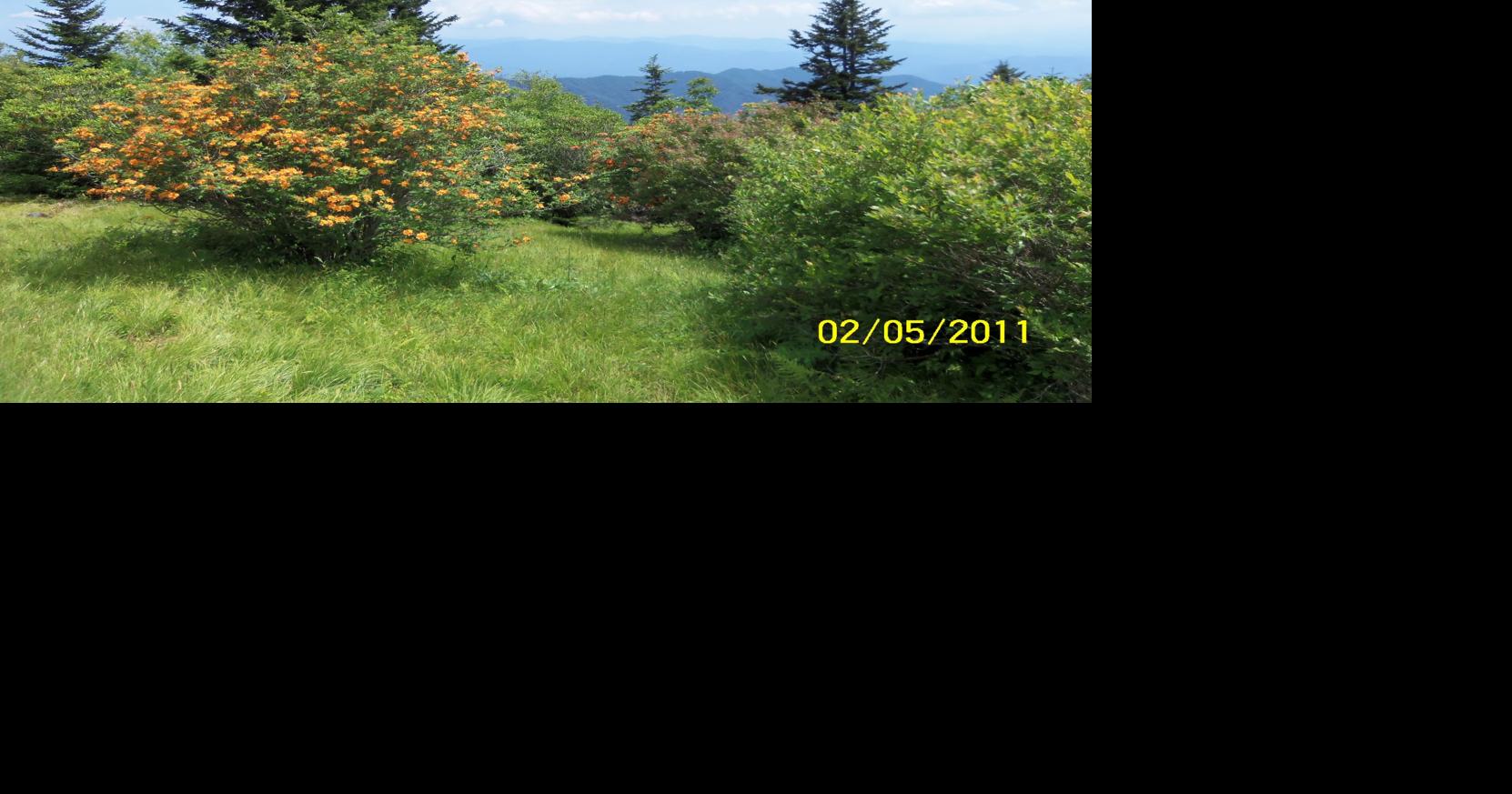 Smokies Hike of the Month: Gregory Bald Loop | Outdoors | theguidewnc.com