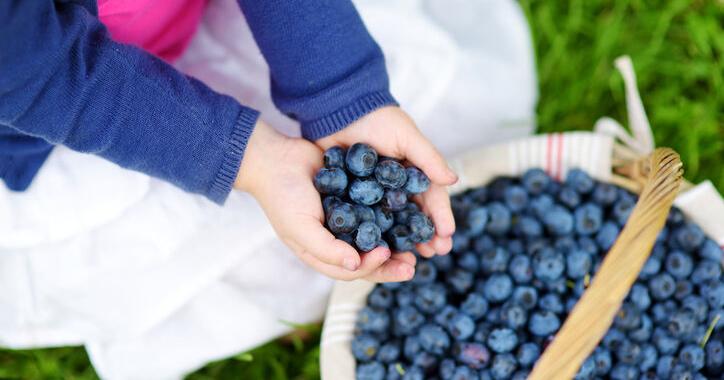 Cherokee Blueberry Festival celebrates the fresh and the delicious ...