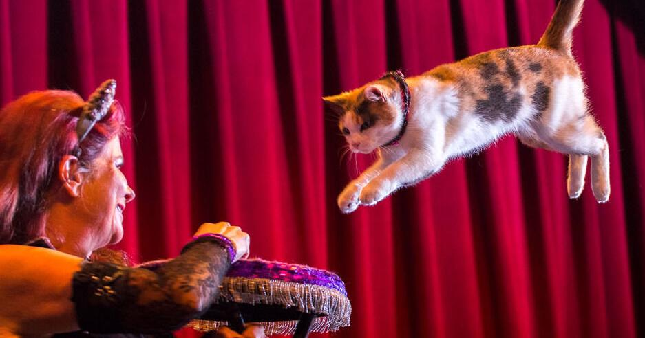 Catch The Amazing Acro-cats in action | Out and About | theguidewnc.com