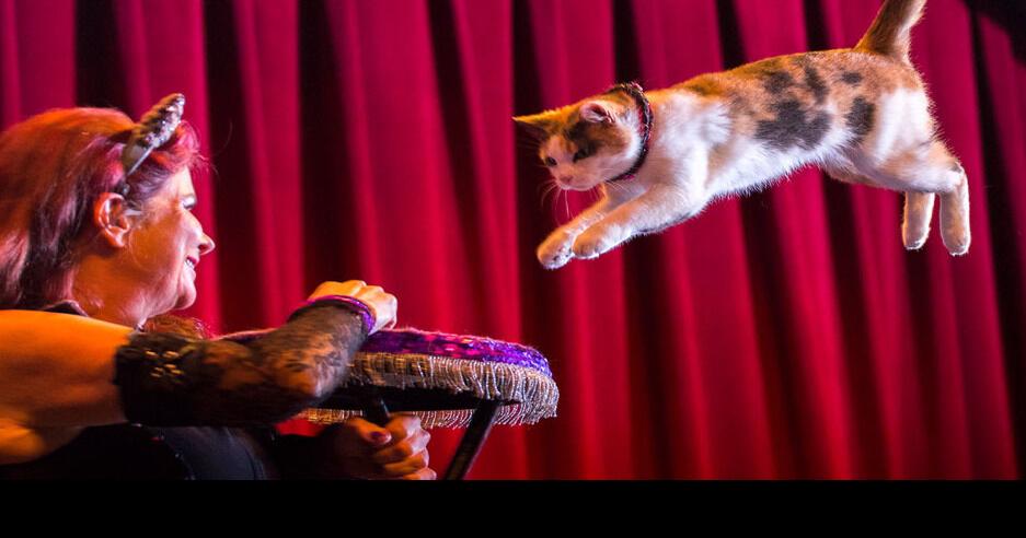Catch The Amazing Acro-cats in action | Out and About | theguidewnc.com