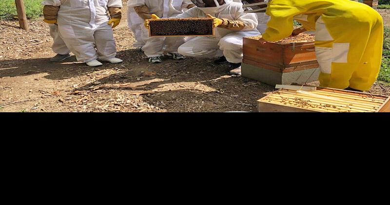 Be a beekeeper for a day with farm and honey tasting tour | Out and ...