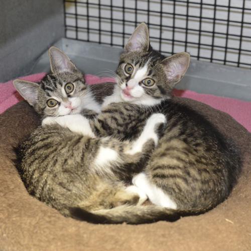 Sarge's cats support PetSmart Adopt-a-thon Sept. 12 - 14 | Organzations ...
