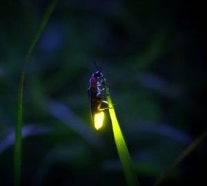 In search of the Blue Ghost Firefly: twilight tours are back, but not ...