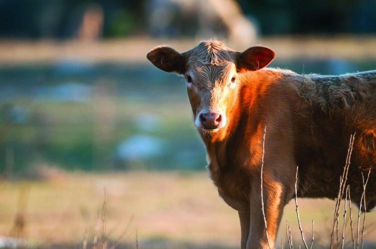 GROW WITH US: Herds On Hotter Ground: Climate-Smart Cattle Tactics ...