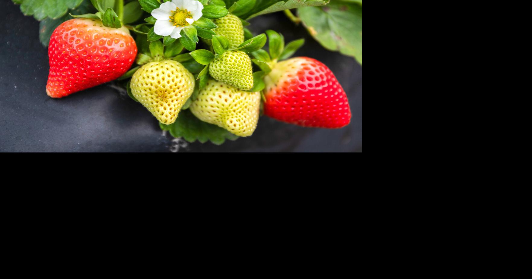 The History Of The Strawberry Traced Back Over Centuries | News ...