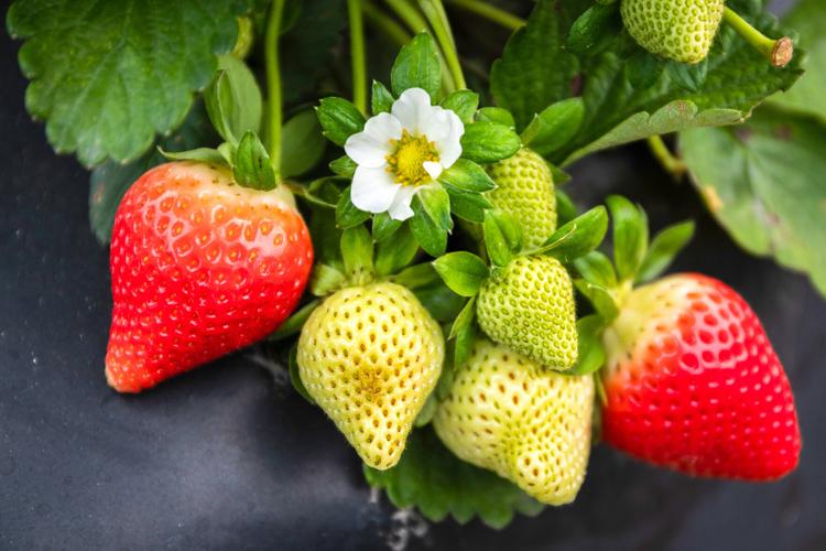The History Of The Strawberry Traced Back Over Centuries | News ...
