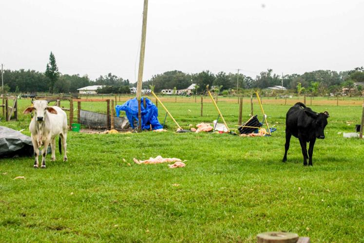 Assistance Available For Cattlemen, Produces Impacted By Hurricane ...