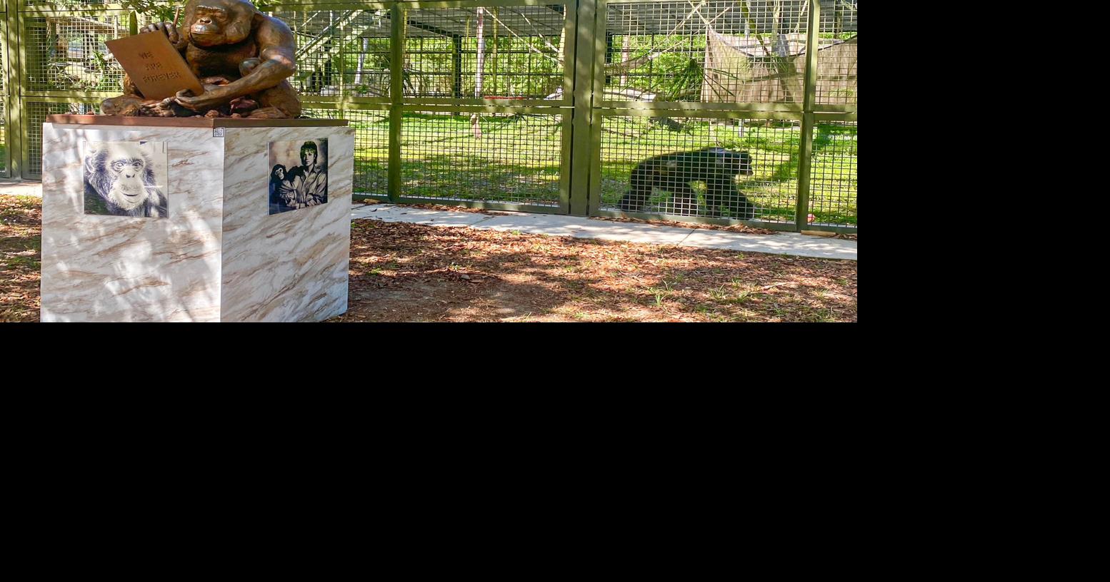 Wauchula Honors Most Famous Hometown Chimp With Celebration | News ...