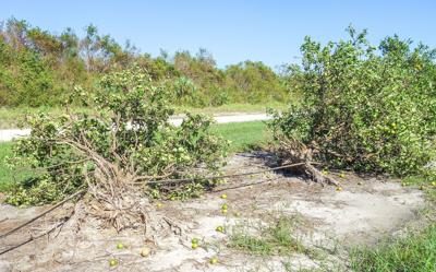 AI Tech Developed To Help Growers Assess Crop Damage After Hurricanes ...