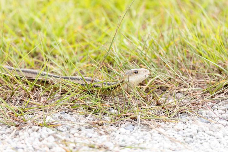 Who’s That Critter? Wildlife Series Spotlights Florida’s Native Snakes ...
