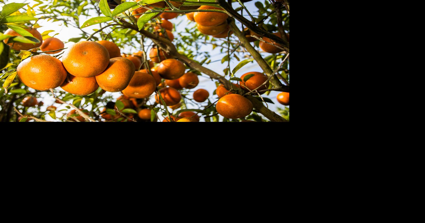 Florida OJ industry weathers compounding pressures | News ...